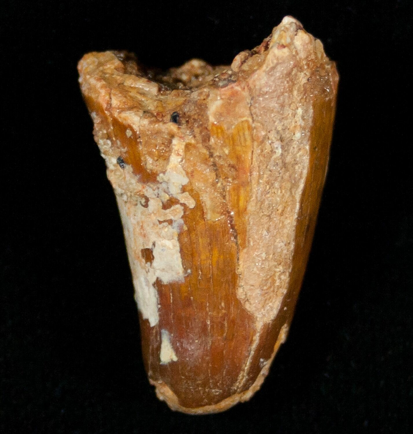 Cretaceous Fossil Crocodile Tooth - Morocco For Sale (#6972 ...