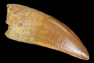 Albertosaurus Tooth For Sale - FossilEra.com