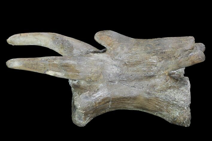 6.3" Tyrannosaurus Rex Caudal Vertebra - Montana For Sale (#100892 ...