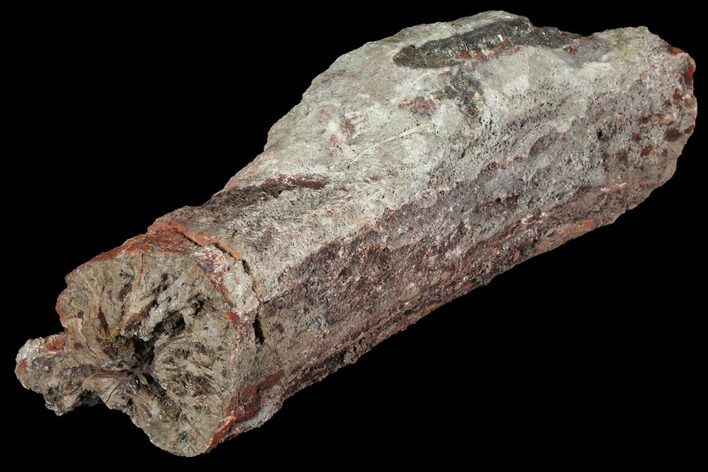 14.2" Devonian Petrified Wood (Callixylon) Log - Oldest True Wood For ...