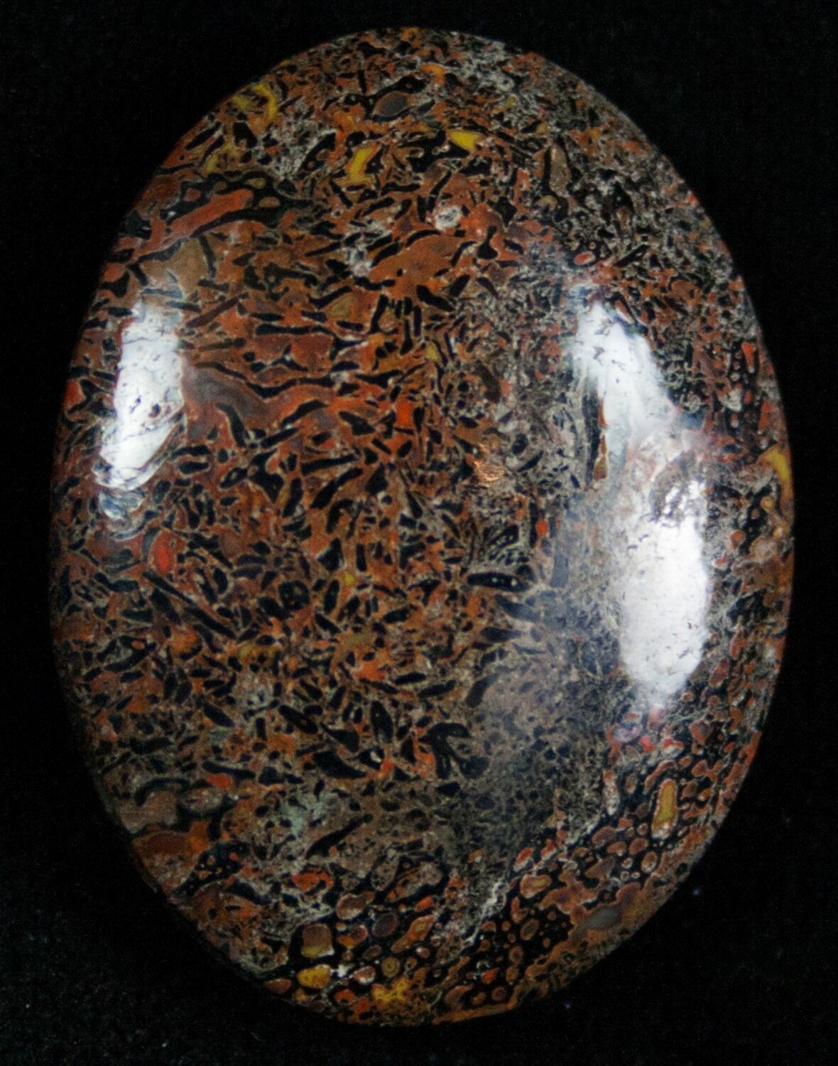 Agatized Dinosaur Bone Cab For Sale (#7235) - FossilEra.com