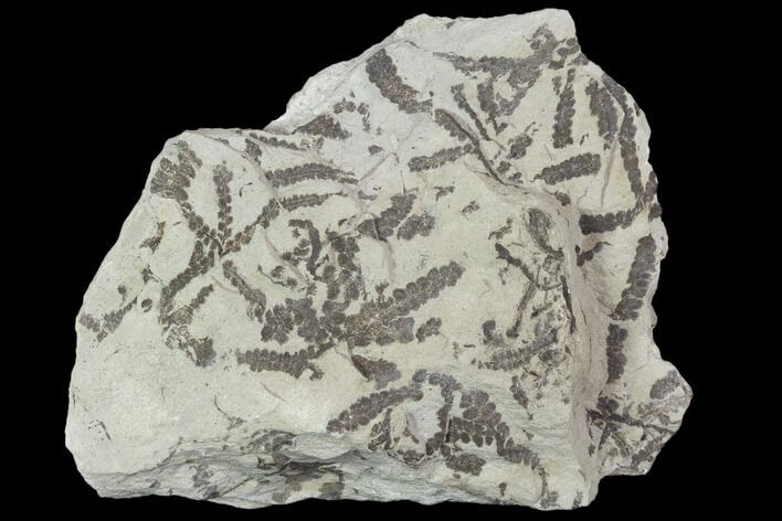 3.7" Plate Of Silurian Fossil Algae (Leveillites) - Estonia For Sale ...