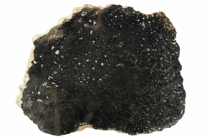 11.1" Permian Petrified Tree Fern (Psaronius) Slab - Ohio For Sale ...