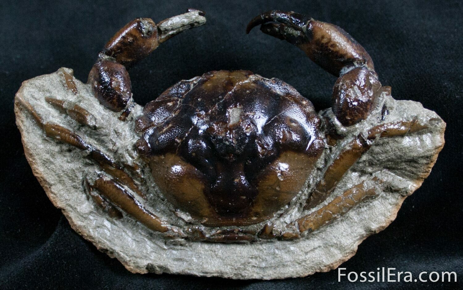 3D Fossil Crab Pulalius - Washington State For Sale (#7318) - FossilEra.com