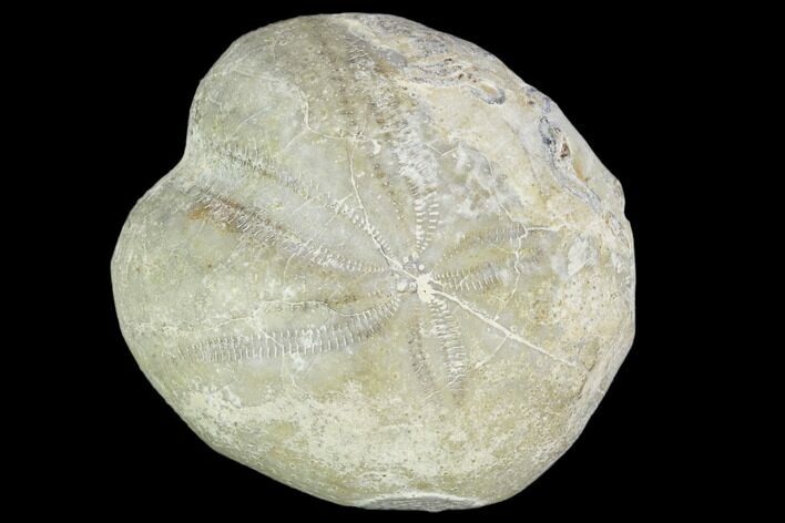 1.3" Fossil Echinoid (Heteraster) - Oklahoma For Sale (#103631 ...