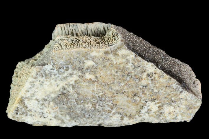 1.7" Fossil Turtle Shell Section - Montana For Sale (#103129 ...