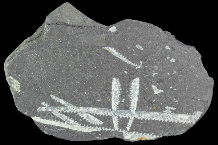 Fossil Graptolite Cluster (Didymograptus) - Great Britain For Sale ...