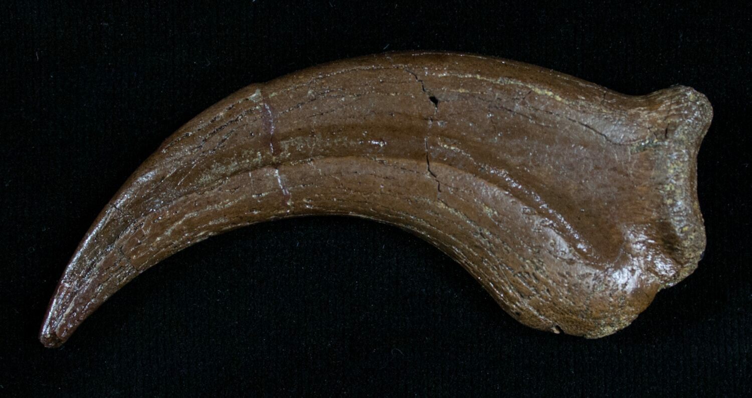 Rare Anzu Raptor Hand Claw - "Chicken From Hell" For Sale (#7533 ...