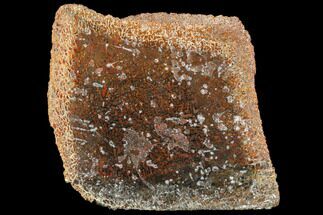 Very Rare Ceratosaurus Tooth - Dana Quarry For Sale (#1683) - FossilEra.com