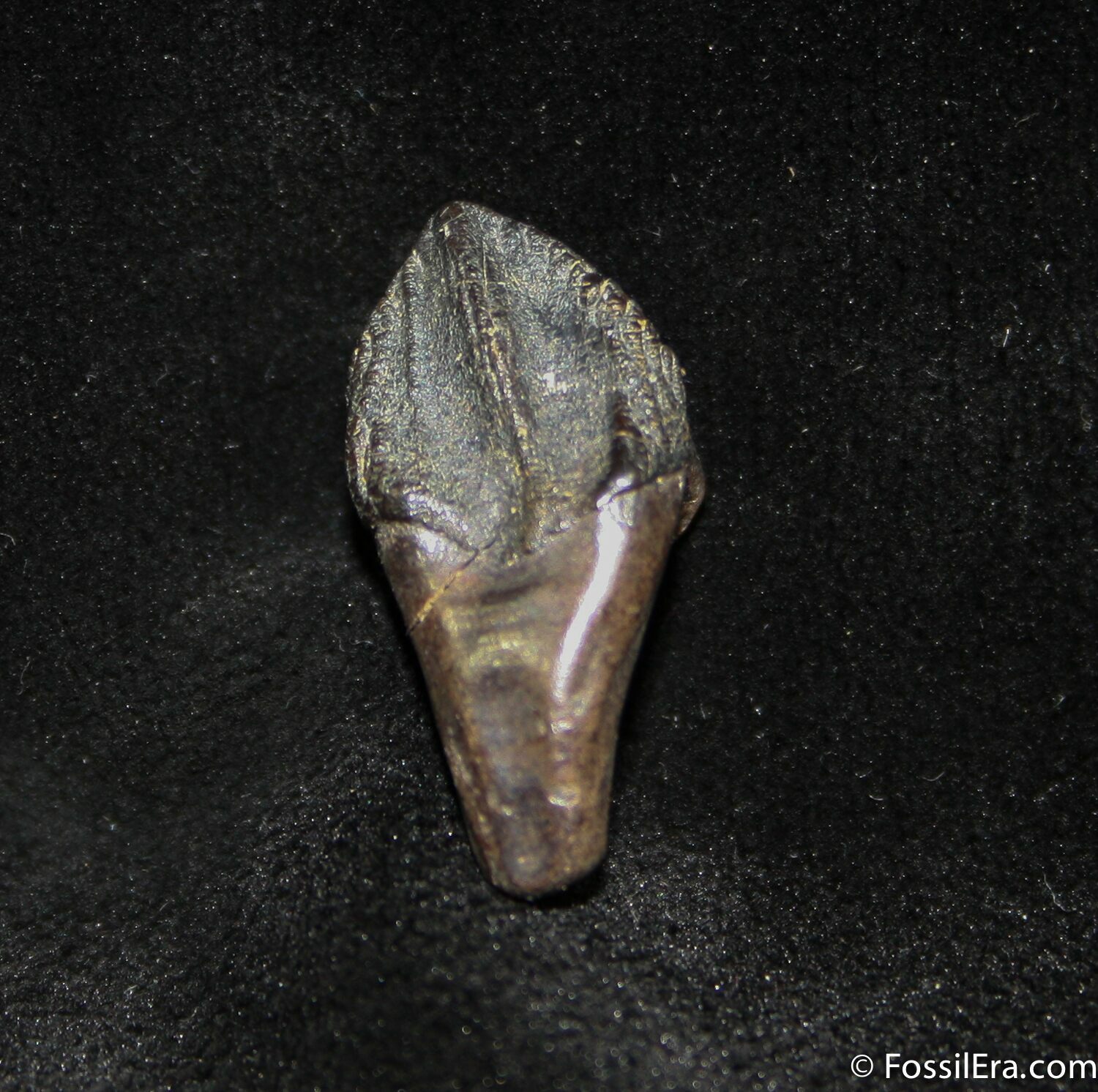Top Quality Rooted and Unworn Triceratops Tooth For Sale (#1273 ...