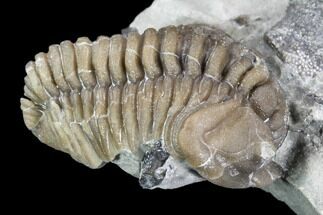 Perfectly Inflated Cryptolithus Trilobite - Pennsylvania For Sale ...