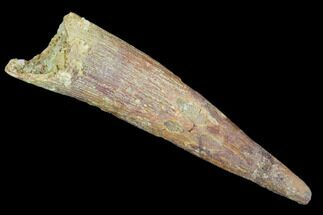 Rare Trilophodon (4 Tusked Mastodon) Molar For Sale (#4249) - FossilEra.com