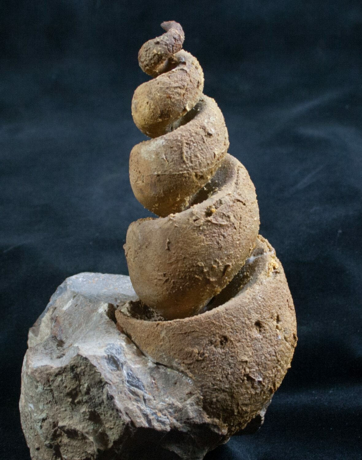 Huge 5 1/2" Gastropod Fossil - Devonian For Sale (#7812) - FossilEra.com
