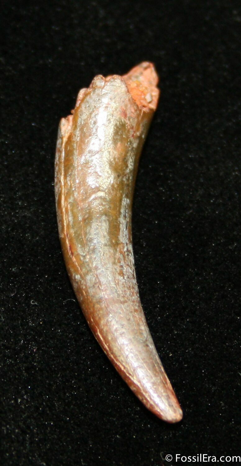 1.23 Inch Pterosaur Tooth From Morocco For Sale (#1317) - FossilEra.com