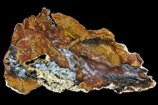 Petrified Wood For Sale - FossilEra.com