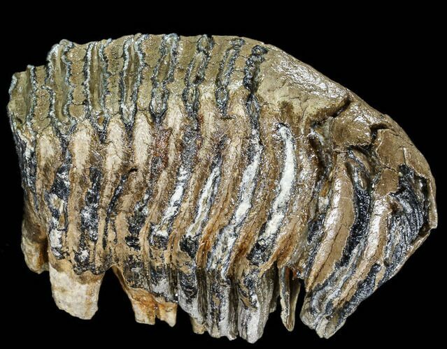 6.1" Fossil Palaeoloxodon Molar - Hungary For Sale (#111822 ...