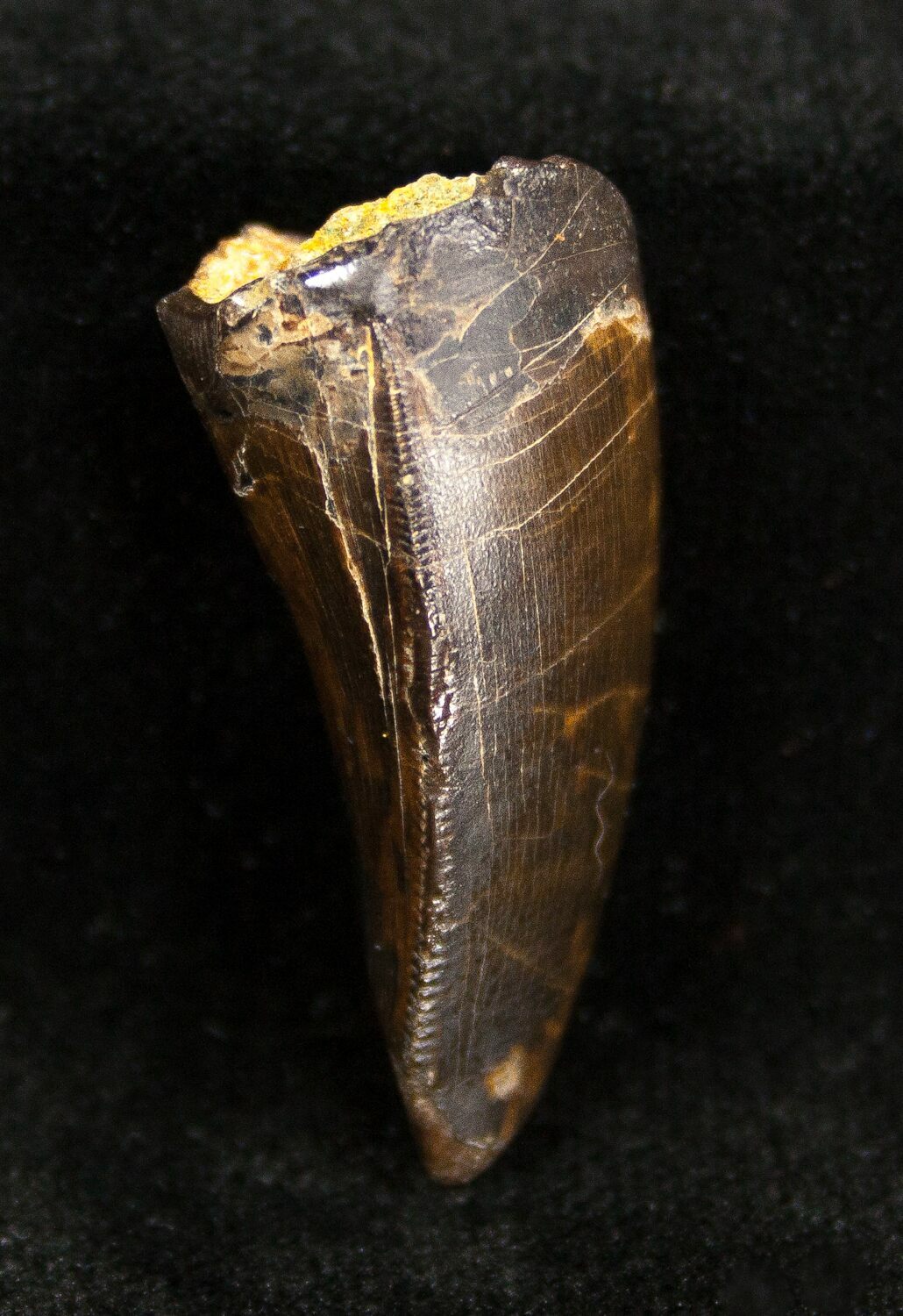 Large Allosaurus Jimmadsoni Tooth For Sale (#1330) - FossilEra.com