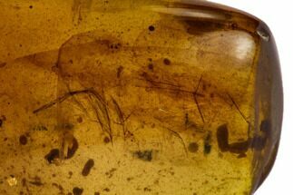 Amber For Sale - FossilEra.com