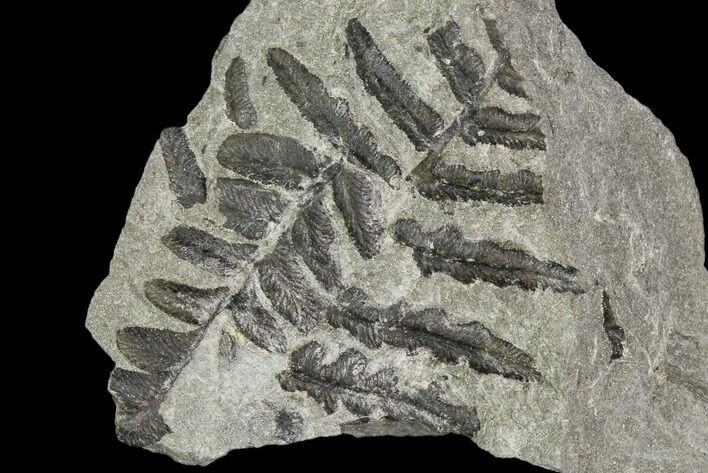 Pennsylvanian Fossil Ferns (Lyginopteris And Neuropteris) - Alabama For ...