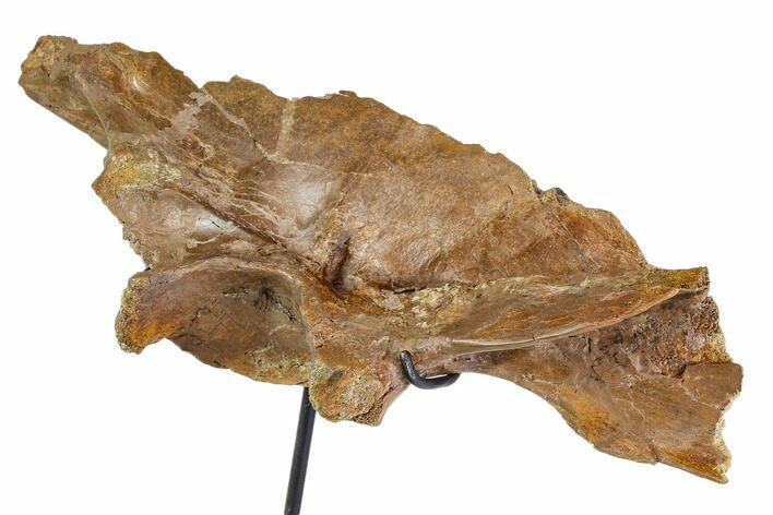 12.3" Fossil Theropod (Troodon?) Ilium - Montana For Sale (#113083 ...