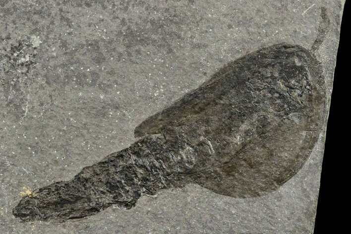 Rare, 3.2" Silurian Phyllocarid (Ceratiocaris) Fossil - Scotland For ...