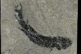 Rare Devonian Lungfish (Dipterus) - Scotland (Reduced Price) For Sale ...
