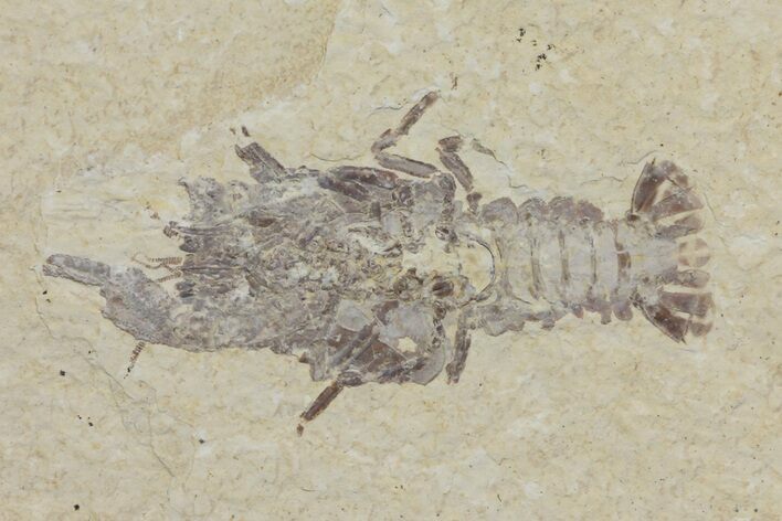 Rare, 2.1" Fossil Crayfish (Procambarus) - Green River Formation For ...