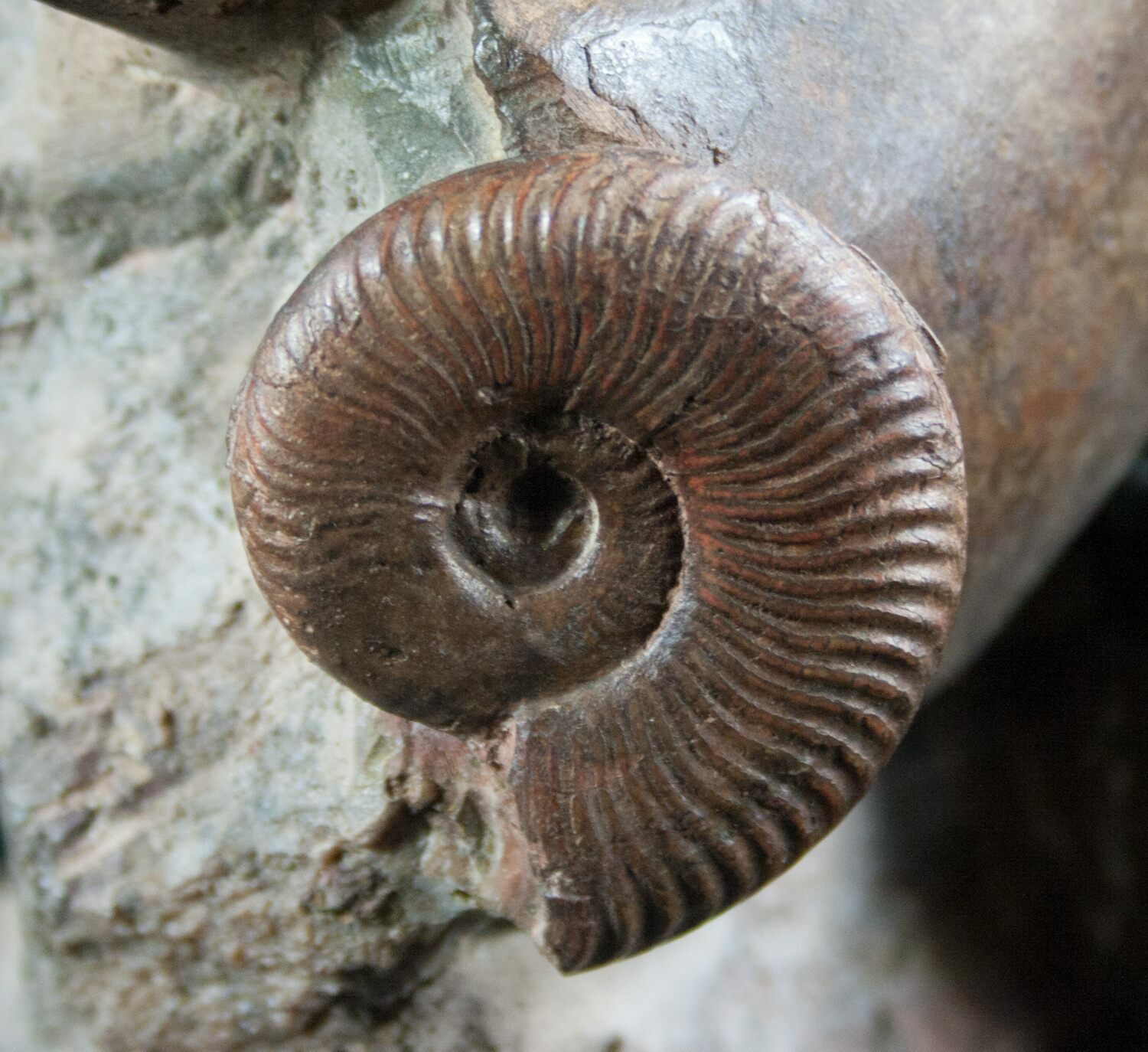 Beautiful Lytoceras Ammonite Sculpture - 14" Tall For Sale (#7987 ...