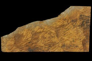 Fossilized Pennsylvanian Microbial Mat Table - Oklahoma For Sale ...