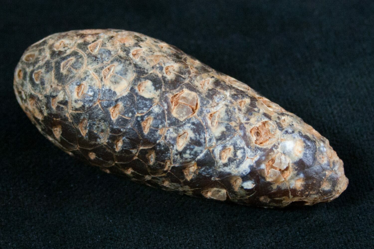 Agatized Fossil Pine (Seed) Cone From Morocco For Sale (#8100 ...