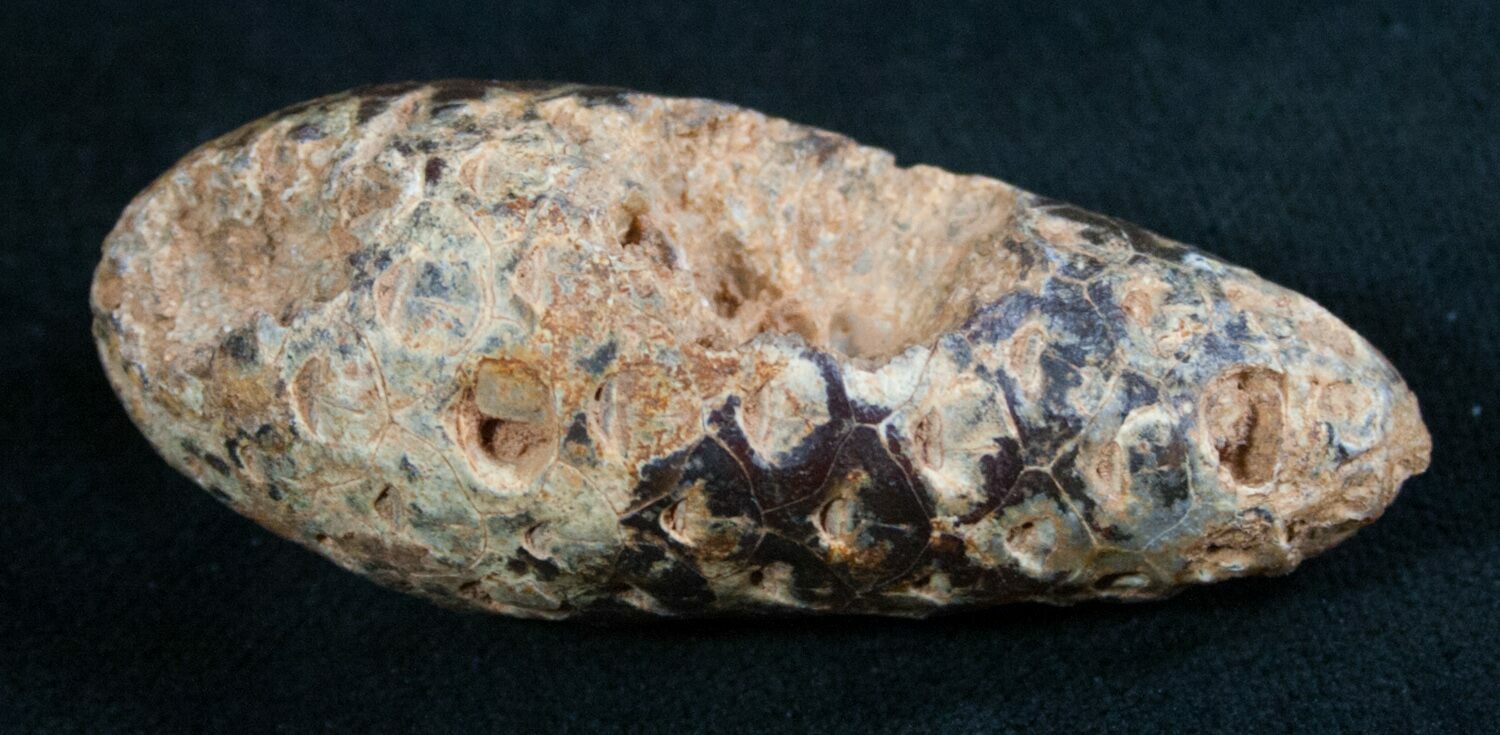 Agatized Fossil Pine (Seed) Cone From Morocco For Sale (#8100 ...