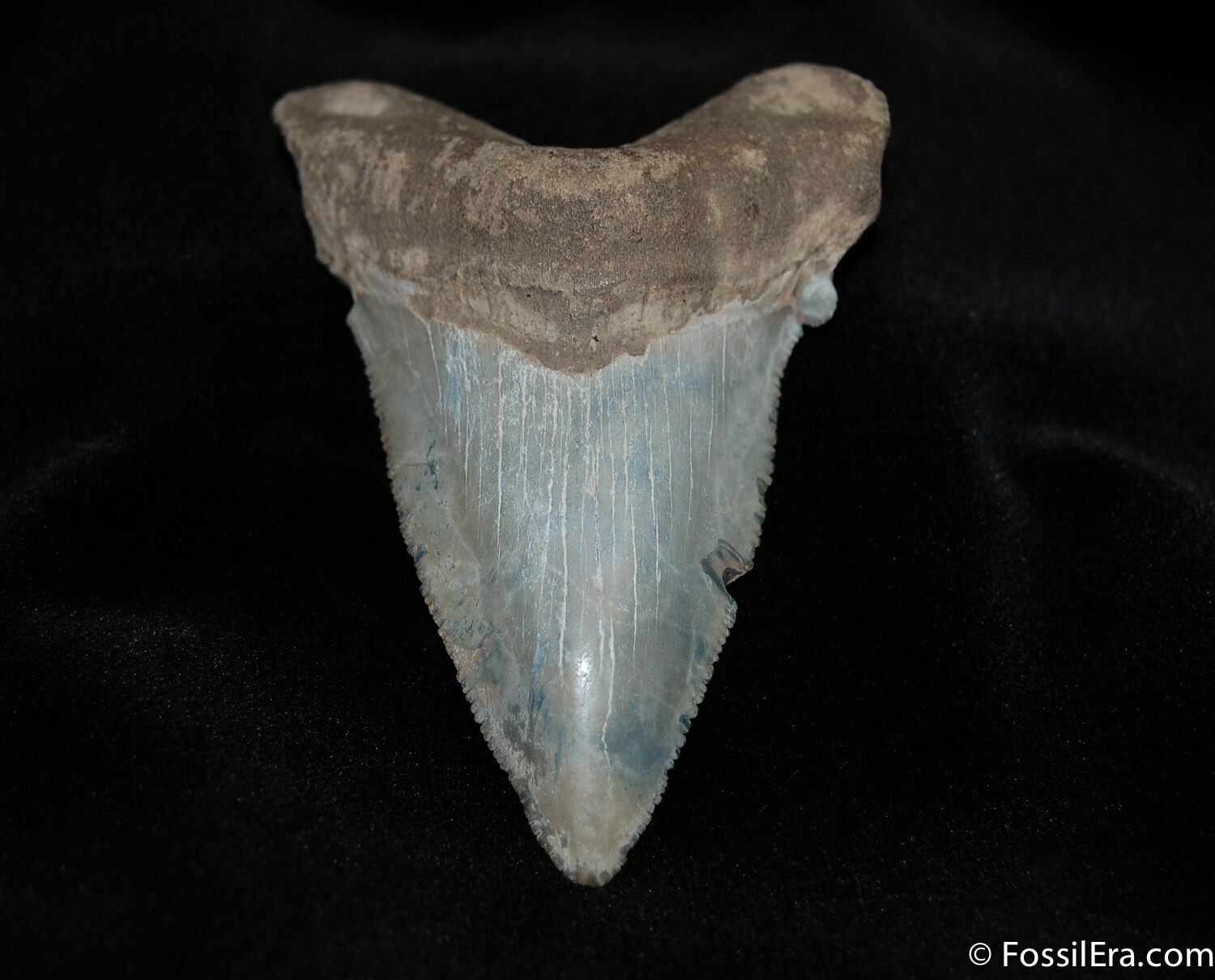 Very Large Angustiden Shark Tooth - 3.61 Inches For Sale (#100 ...