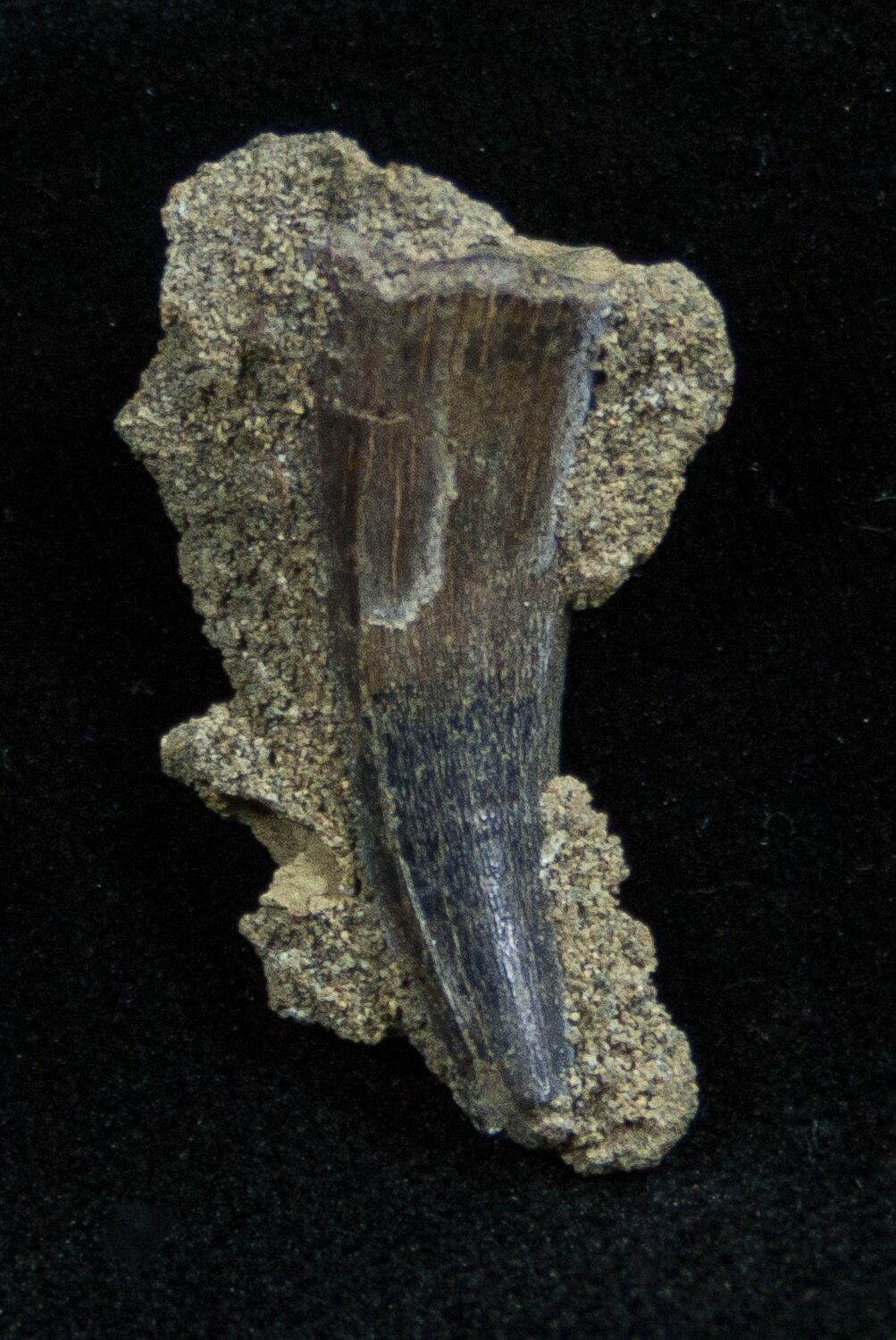 Large Cretaceous Leidyosuchus Tooth In Matrix For Sale (#1364 ...