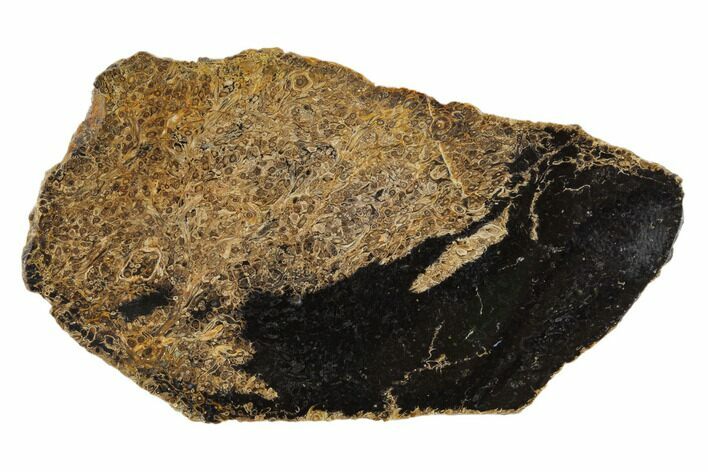 3.2" Cretaceous Tree Fern (Tempskya) Slab - Idaho For Sale (#117090 ...