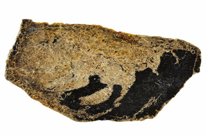 3.2" Cretaceous Tree Fern (Tempskya) Slab - Idaho For Sale (#117091 ...