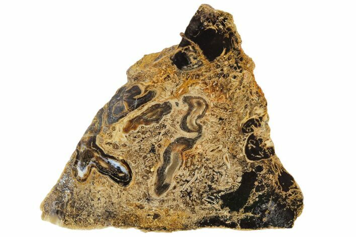 2.7" Cretaceous Tree Fern (Tempskya) Slab - Idaho For Sale (#117104 ...