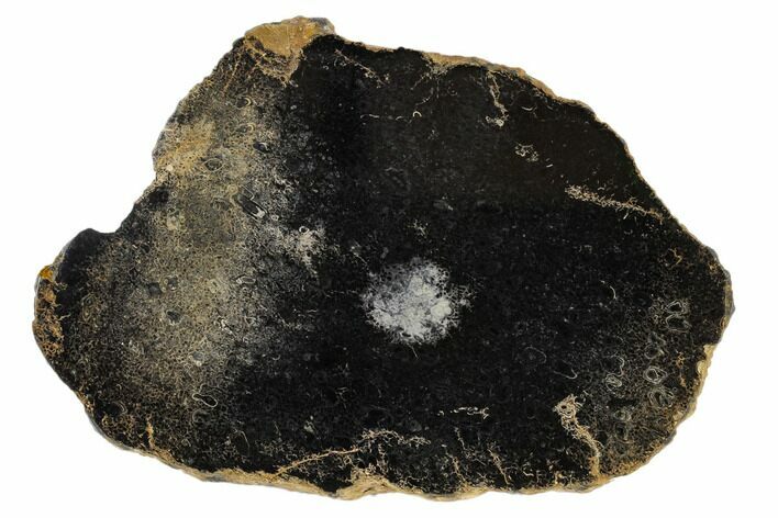 6.7" Cretaceous Tree Fern (Tempskya) - Idaho For Sale (#117111 ...