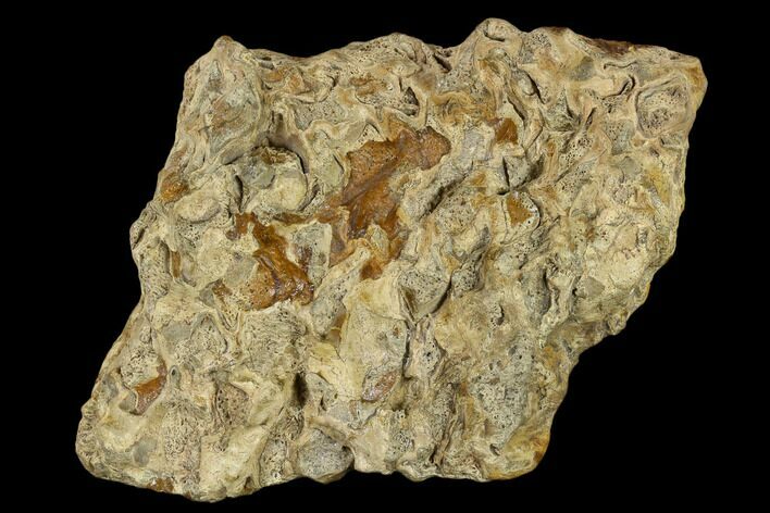 6.1" Cretaceous Tree Fern "Bark" (Tempskya) - Idaho For Sale (#117117 ...