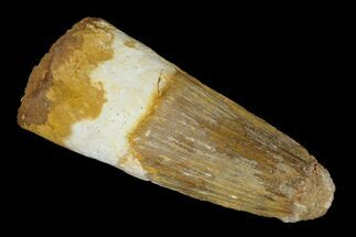 Spinosaurus Teeth For Sale - FossilEra.com