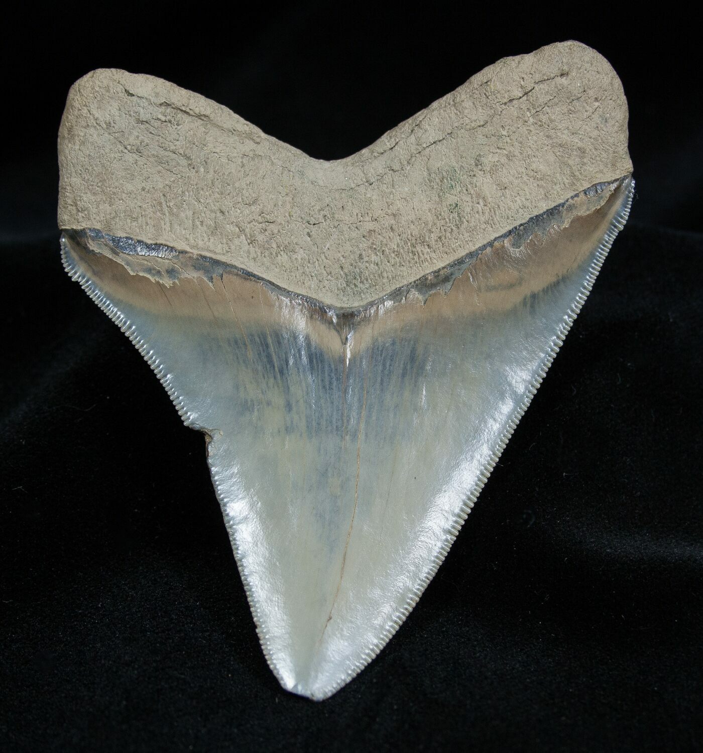 3.72 Inch Carcharocles Chubutensis Transitional Tooth For Sale (#1367 ...