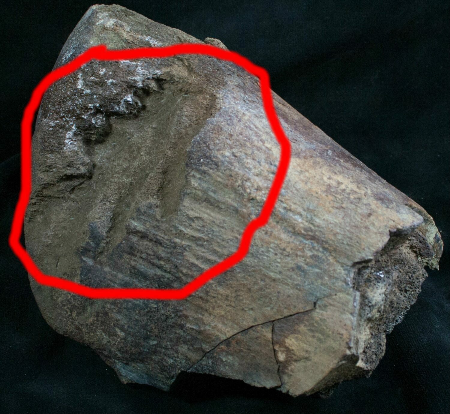 Partial Hadrosaur Tibia With Deep Bite Marks For Sale (#8210 ...