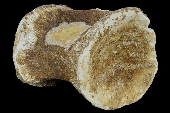 3.5" Fossil Spinosaurus Vertebra - Kem Kem Beds For Sale (#118159 ...