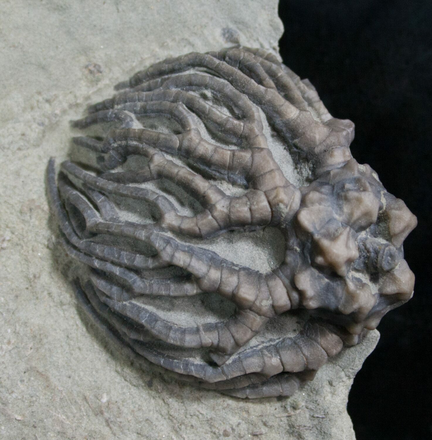 Indiana Crinoid Crown, Cyathocrinites Harrodi For Sale (#8338 ...