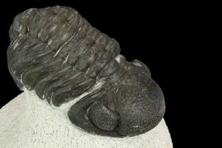 Fossils For Sale - Under $50 - FossilEra.com