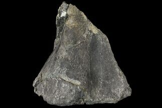 Very Rare Ceratosaurus Tooth - Dana Quarry For Sale (#1683) - FossilEra.com