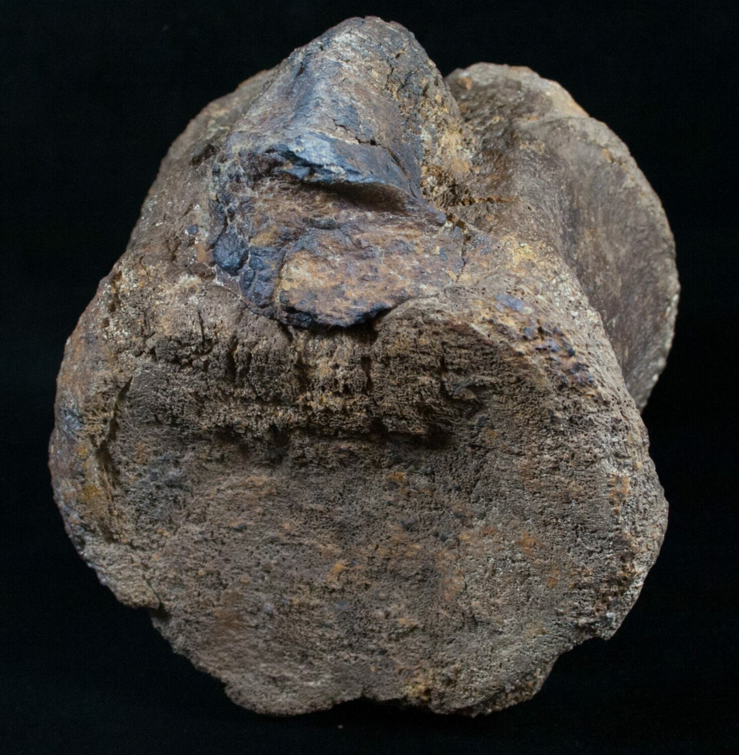 Large, Heavy Edmontosaurus Caudal Vertebrae For Sale (#8368 ...