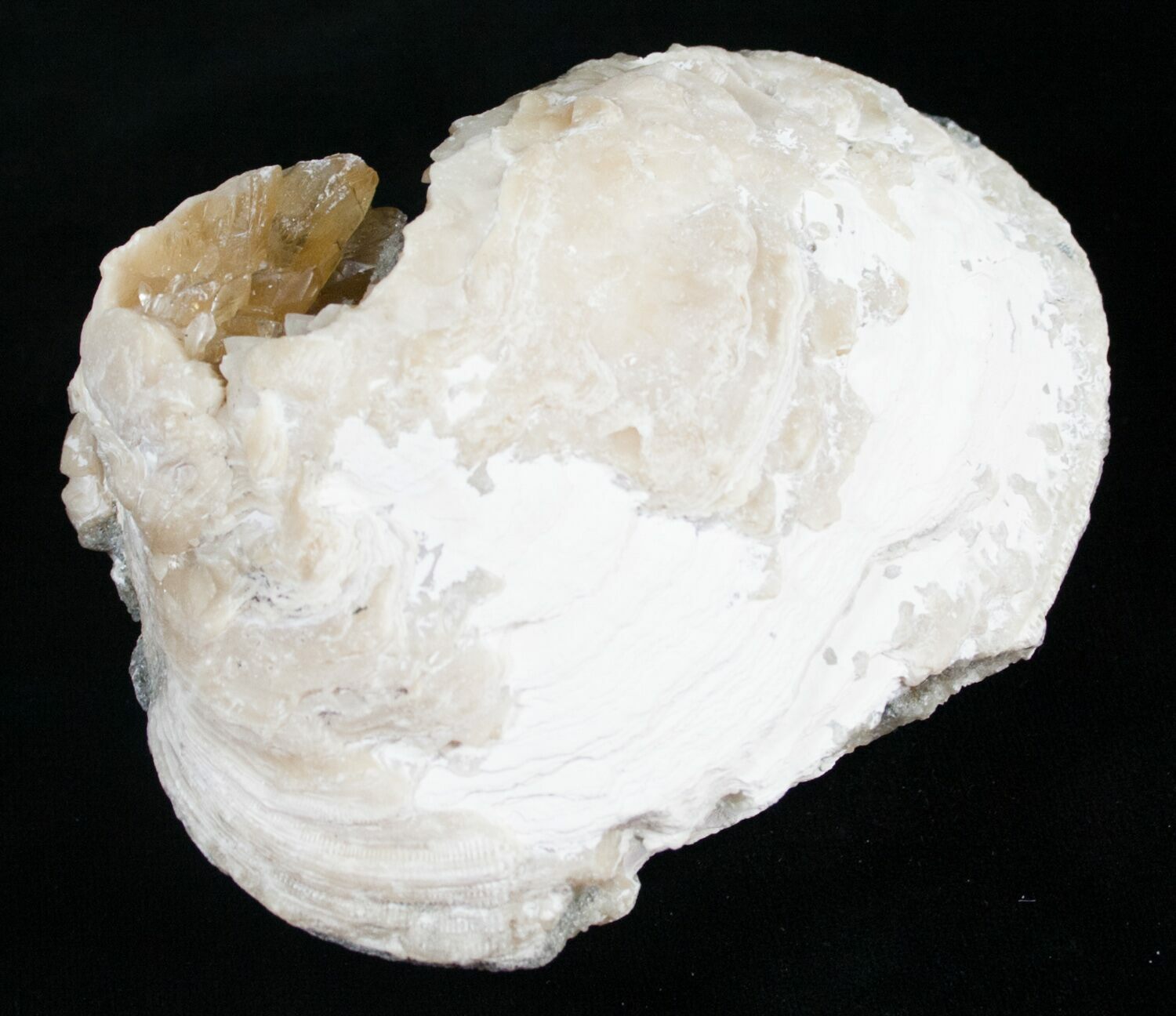 4.6" Golden Calcite Crystal Clam Fossil For Sale (#6555) - FossilEra.com