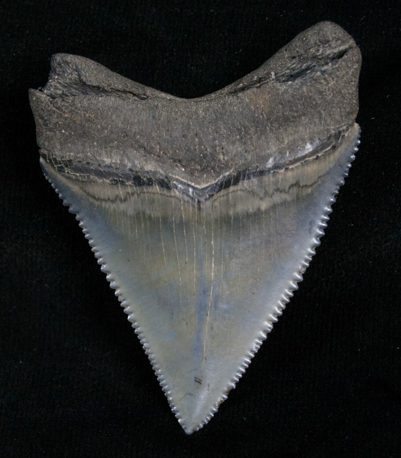 Super Sharp Chubutensis Tooth - 2.14" For Sale (#8377) - FossilEra.com