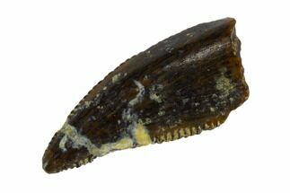 Fossil Raptor Teeth For Sale - FossilEra.com