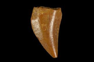 Fossil Raptor Teeth For Sale - FossilEra.com